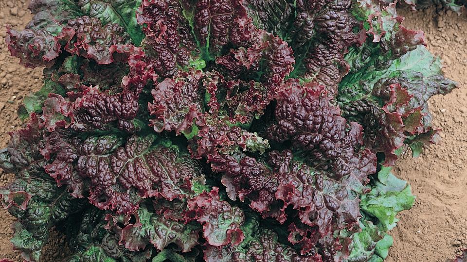 The Top Leafy Greens You’ll Want To Grow Now - Growing Produce