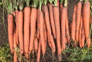 Top Carrot Varieties Ready for the Picking Right Now - Growing Produce