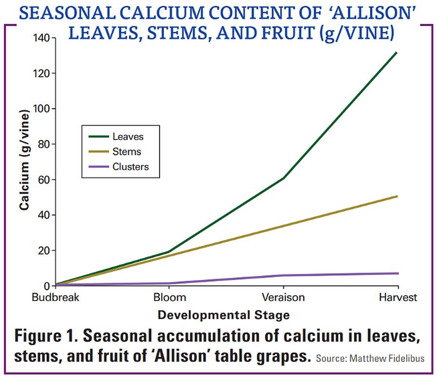 What To Know about Seasonal Calcium Accumulation in Grapevines ...