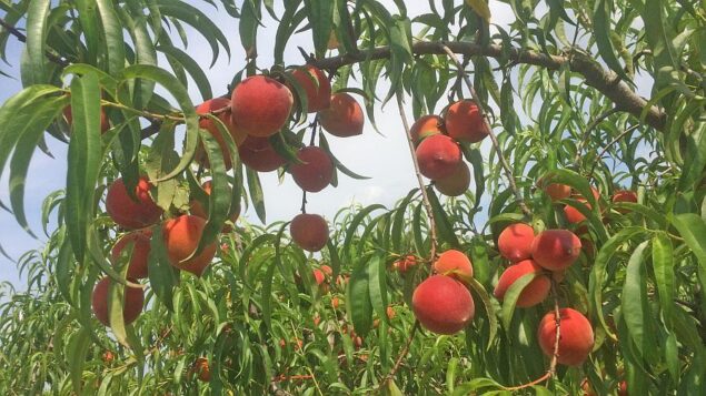 2 New Peach Cultivars for Growers To Consider - Growing Produce