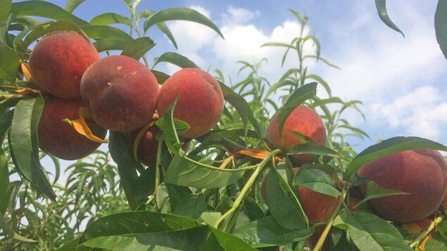 2 New Peach Cultivars for Growers To Consider - Growing Produce
