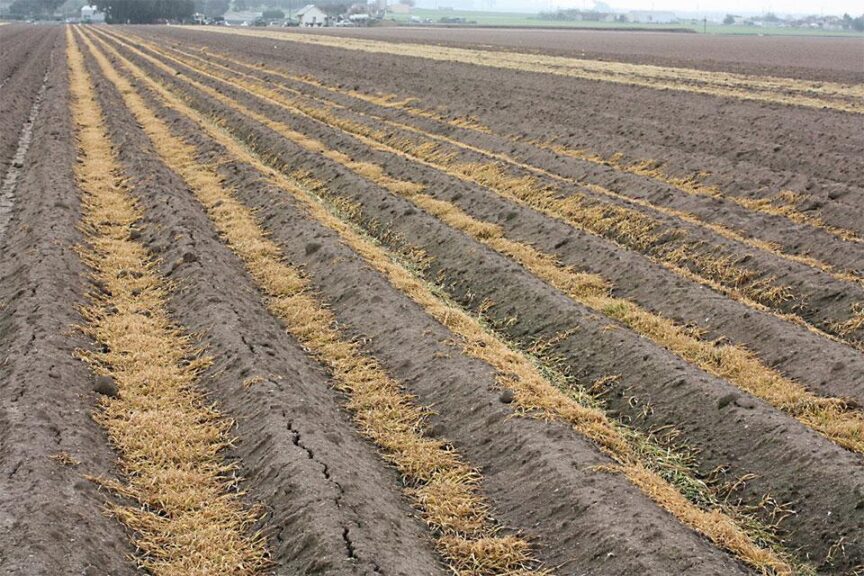 How To Pick the Right Cover Crop for the Job - Growing Produce