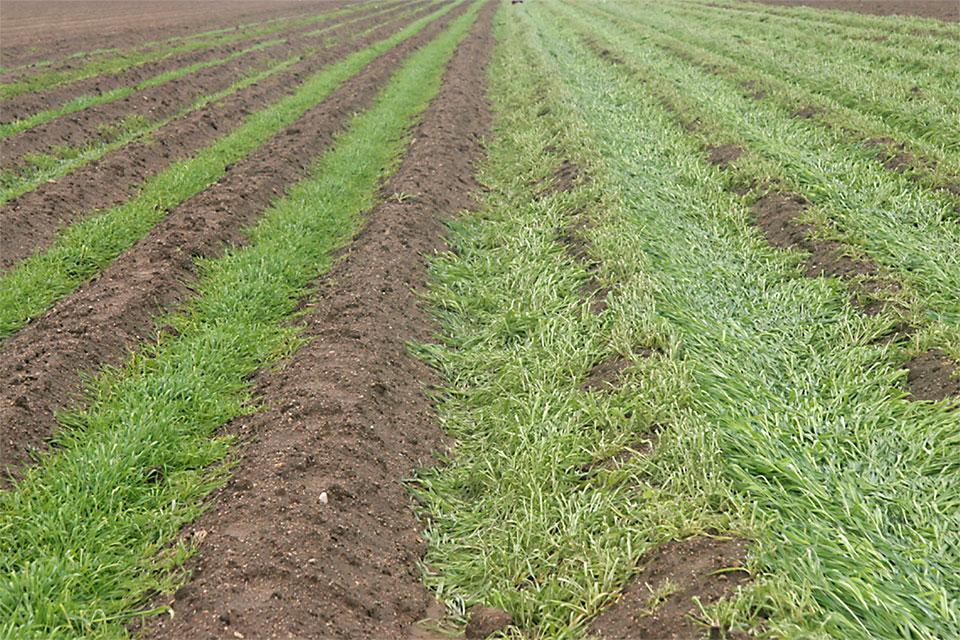 How To Pick the Right Cover Crop for the Job - Growing Produce