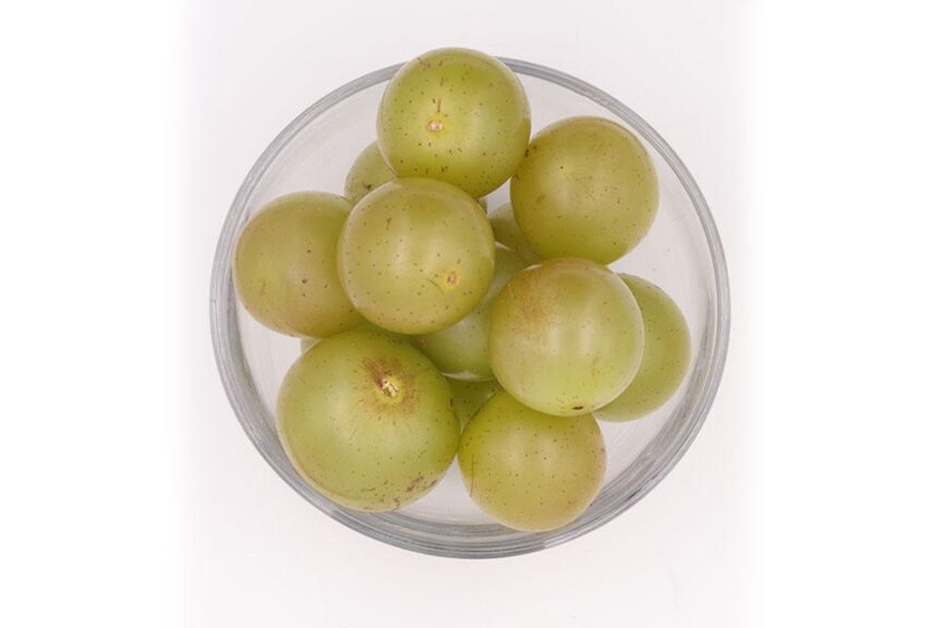 Putting Bronze Muscadine Grape Varieties in the Spotlight - Growing Produce