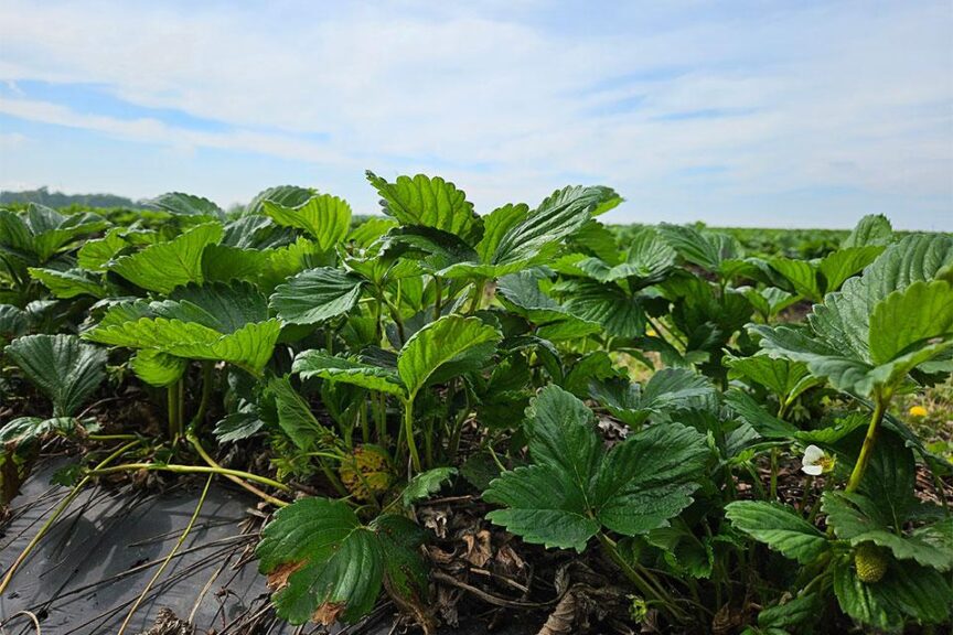 Embracing the Radical Basics of Farming a Successful Recipe for The ...