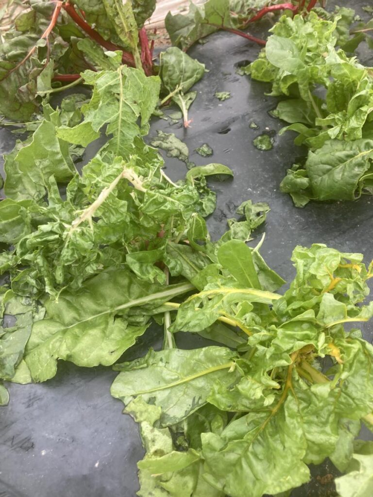 How to Handle Vegetable Crops Hit by Hail - Growing Produce