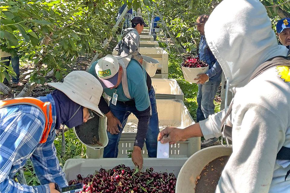Tap Into FieldClock, a New Farm Labor Management App - Growing Produce