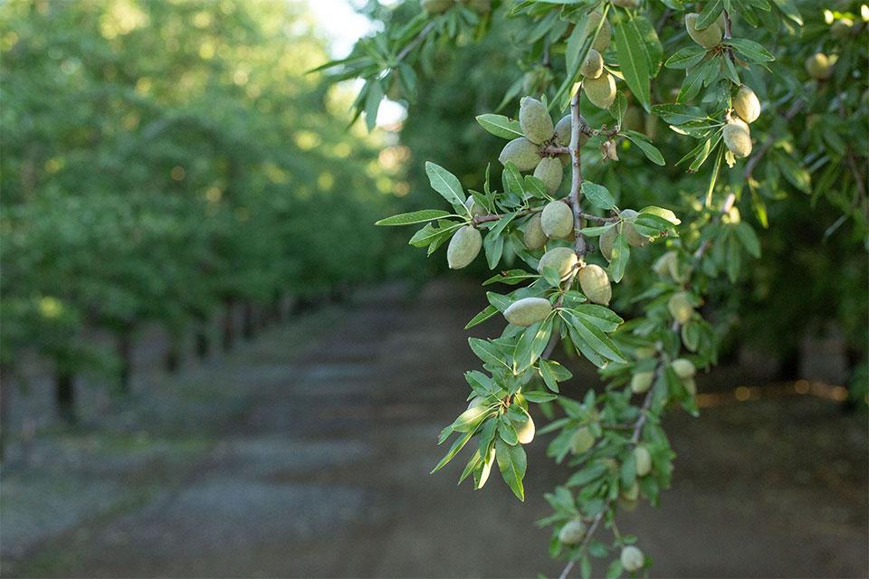 Ways To Reduce Zinc Deficiency in Almond Crops - Growing Produce