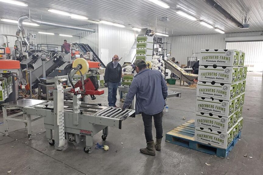 What Fagerberg Produce Is Doing To Keep Its Onions Weed Free - Growing ...