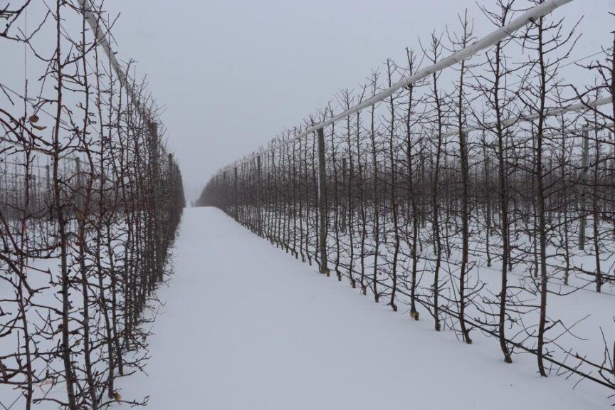 Your Virtual Pass To the IFTA 2025 Winter Orchard Tour - Growing Produce