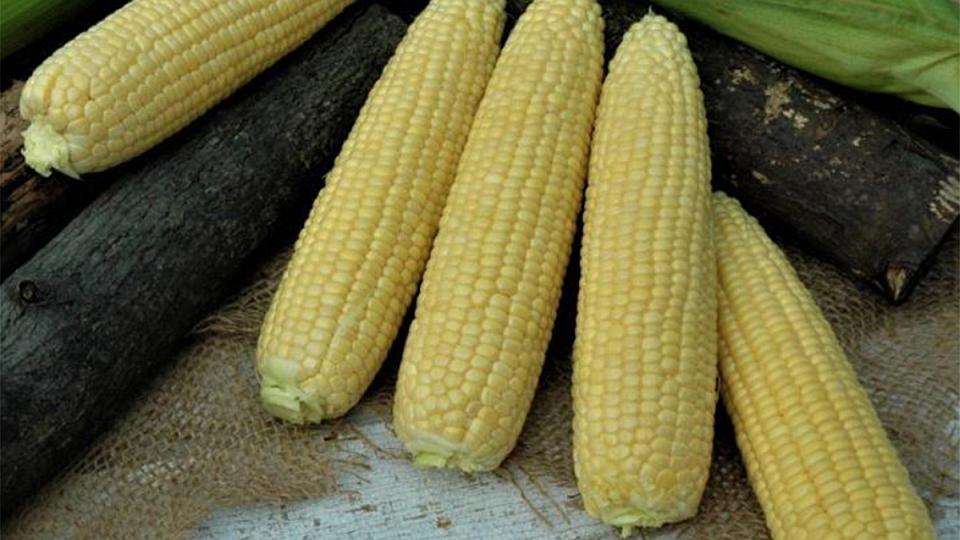 Standout Sweet Corn Varieties To Know and Grow Now - Growing Produce