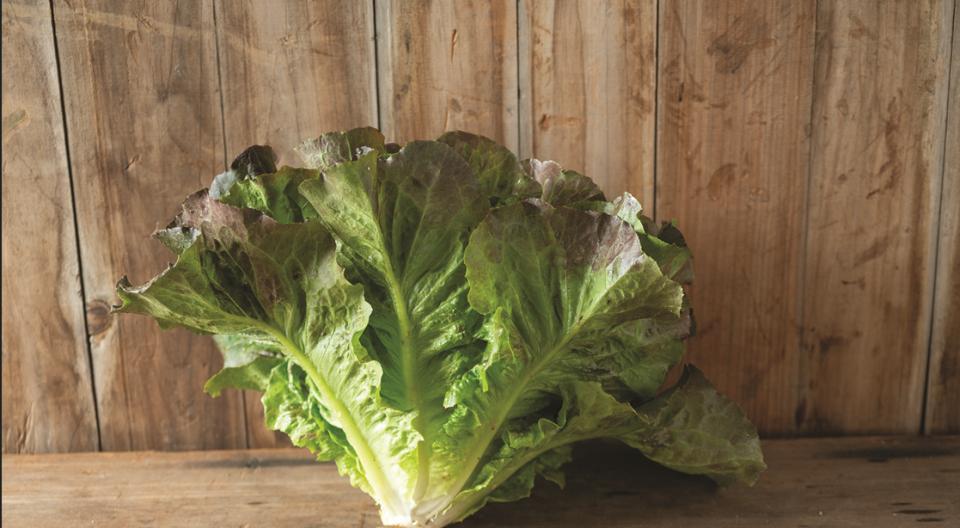 Latest Lettuce Varieties You'll Want To Grow Right Now - Growing Produce
