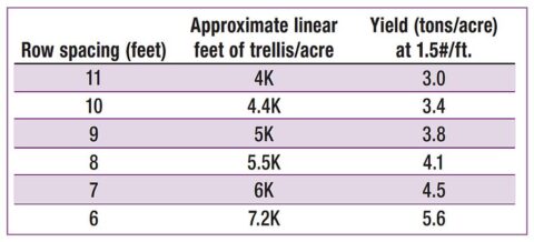 Which Yield Metric Is Best for Growing Grapes? - Growing Produce