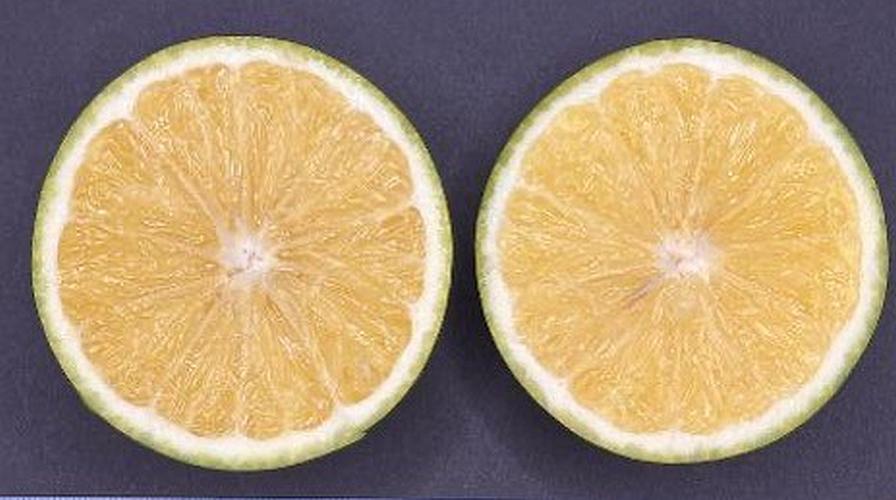 6 New Citrus Varieties To Keep Your Eye On - Growing Produce