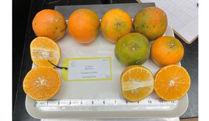 6 New Citrus Varieties To Keep Your Eye On - Growing Produce