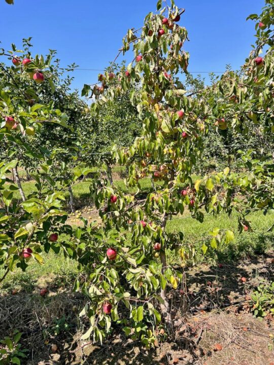 Best Practices for How To Handle Rapid Apple-Tree Decline - Growing Produce