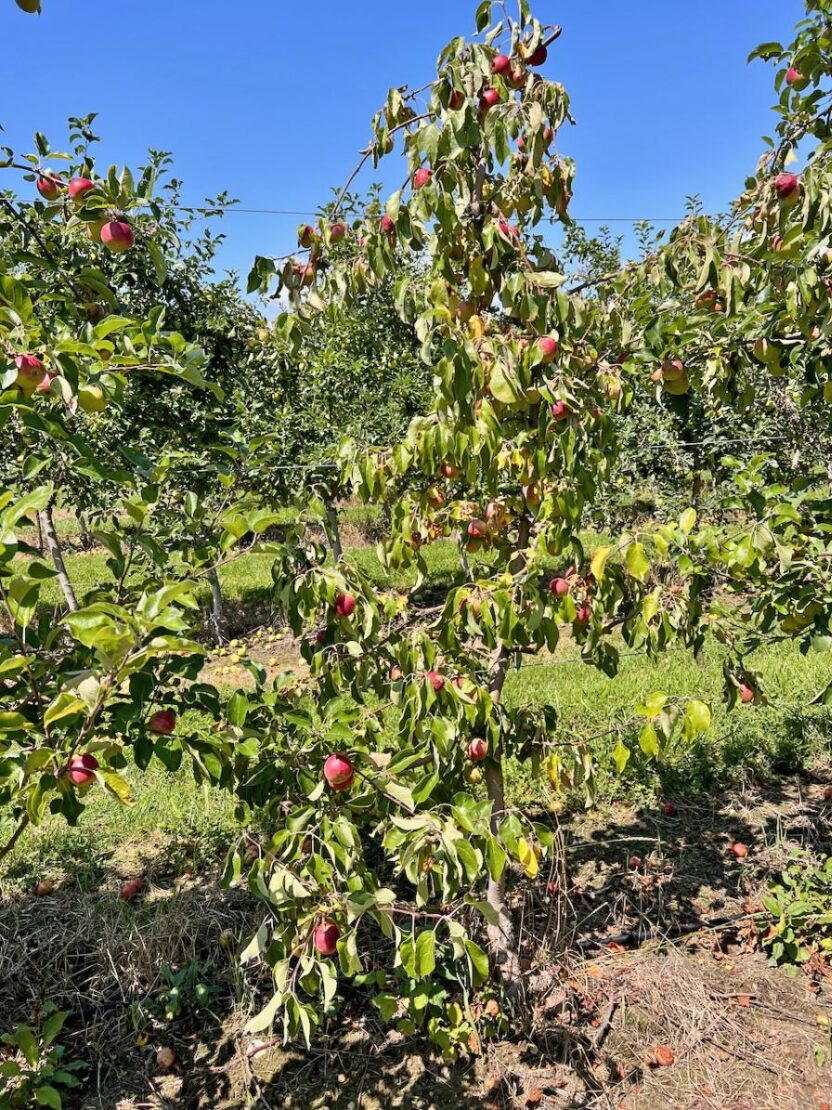Best Practices for How To Handle Rapid Apple-Tree Decline - Growing Produce