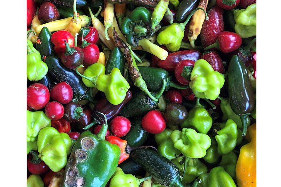 Pepper Anthracnose Is on the Move - What Growers Should Know - Growing ...