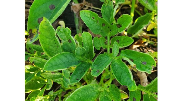How To Manage Early Blight in Your Potato Crops - Growing Produce