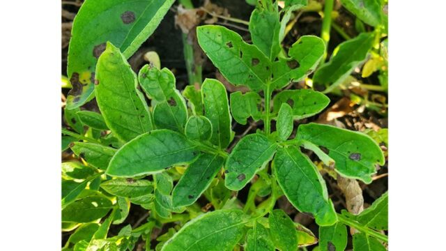 How To Manage Early Blight in Your Potato Crops - Growing Produce