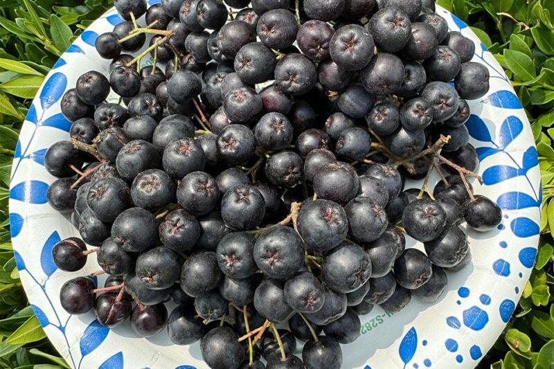 Niche Super Fruits Berry Growers Should Know - Growing Produce
