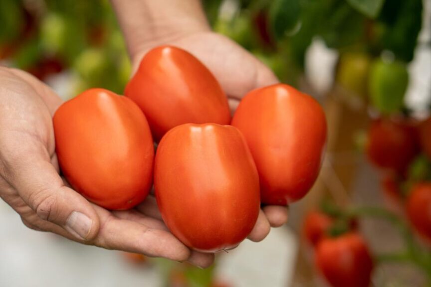 26 Tasty Tomato Varieties You Should Know and Grow Now - Growing Produce
