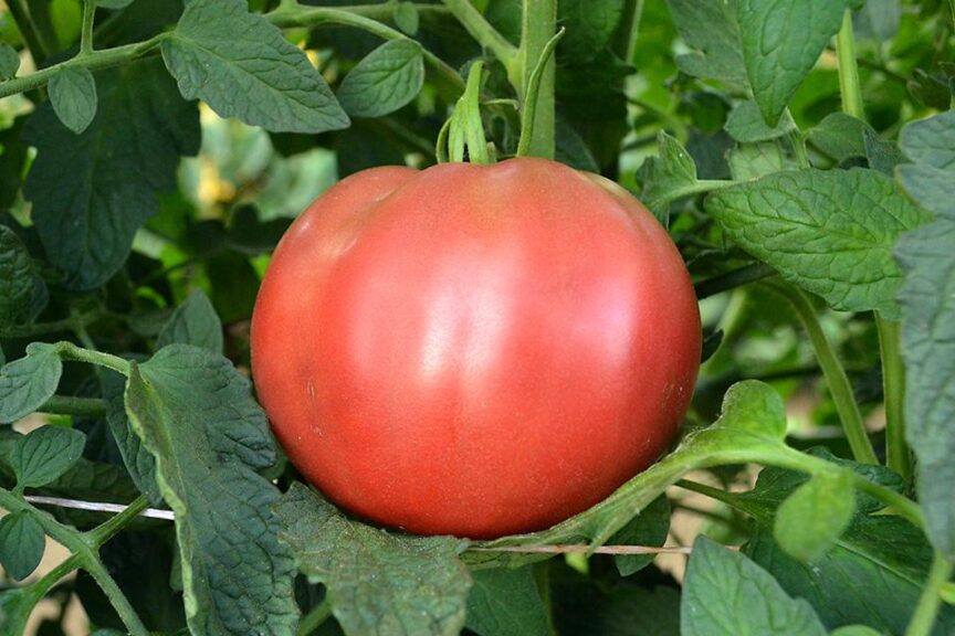 26 Tasty Tomato Varieties You Should Know and Grow Now - Growing Produce