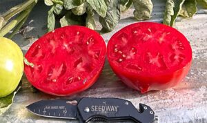 26 Tasty Tomato Varieties You Should Know and Grow Now - Growing Produce