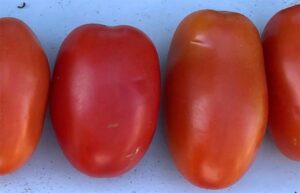 26 Tasty Tomato Varieties You Should Know and Grow Now - Growing Produce