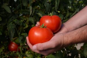26 Tasty Tomato Varieties You Should Know and Grow Now - Growing Produce
