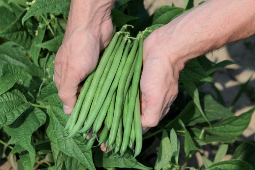 The Best Green Bean Varieties You’ll Want To Grow Now - Growing Produce