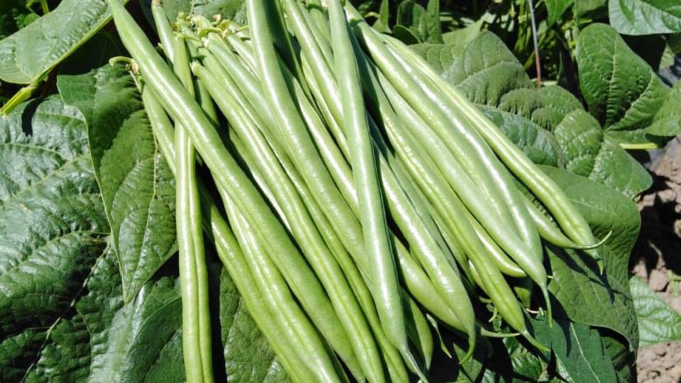Field Bean Varieties