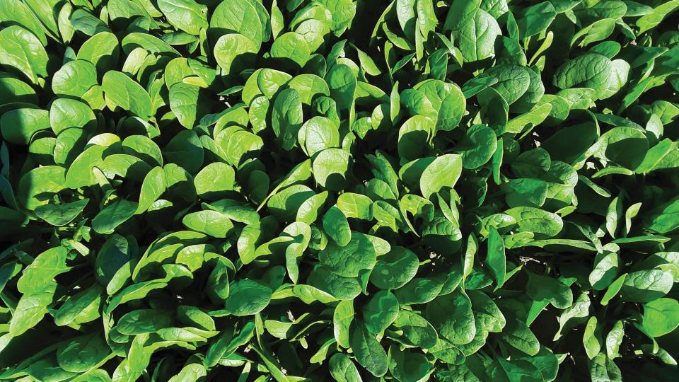 The Top Leafy Vegetables You’ll Want To Grow Now - Growing Produce