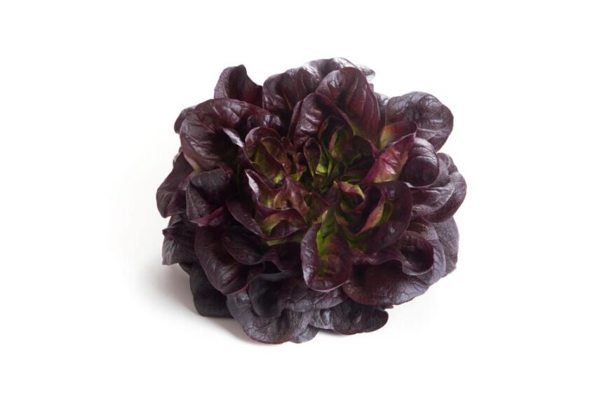 The Top Leafy Vegetables You’ll Want To Grow Now - Growing Produce
