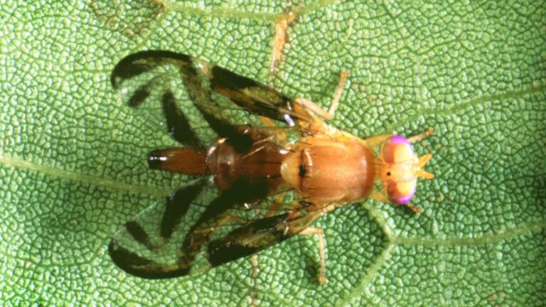 Caribbean Fruit Fly Poses New Threat for Southern California Farmers ...