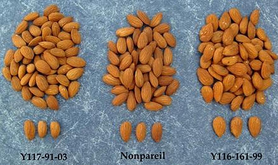 Fruit, Vegetable, Citrus & Nut News and Products - Growing Produce