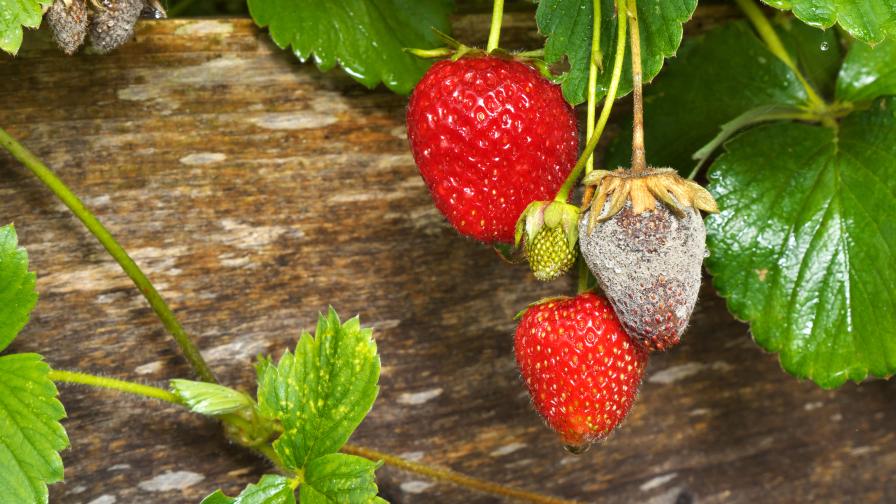 6 Keys to Success Using Biofungicides on Your Fruit Crops - Growing Produce