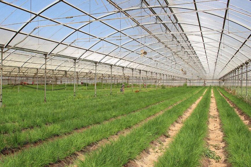 How Jacobs Farm del Cabo Grows Success From the Ground Up - Growing Produce
