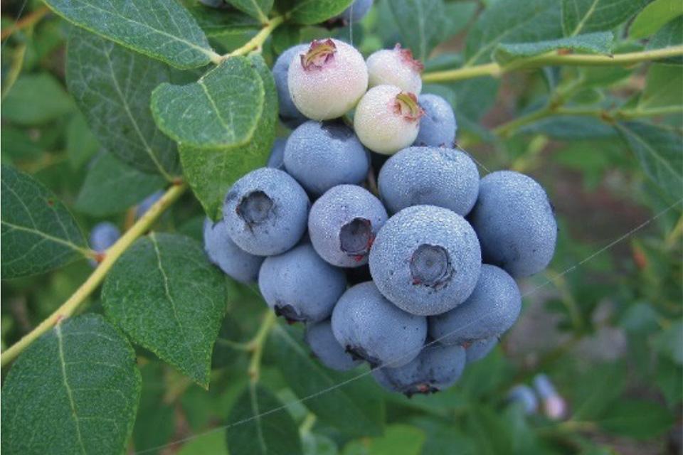 What To Know About the Magic of the Biloxi Blueberry - Growing Produce