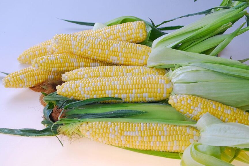 Standout Sweet Corn Varieties To Know and Grow Now - Growing Produce